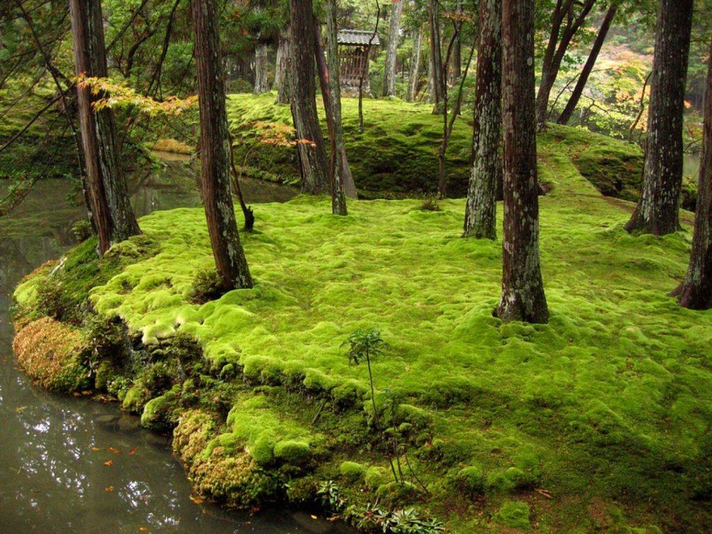 Belief and Faith: Challenging Oneself with Pure Land Teachings ...